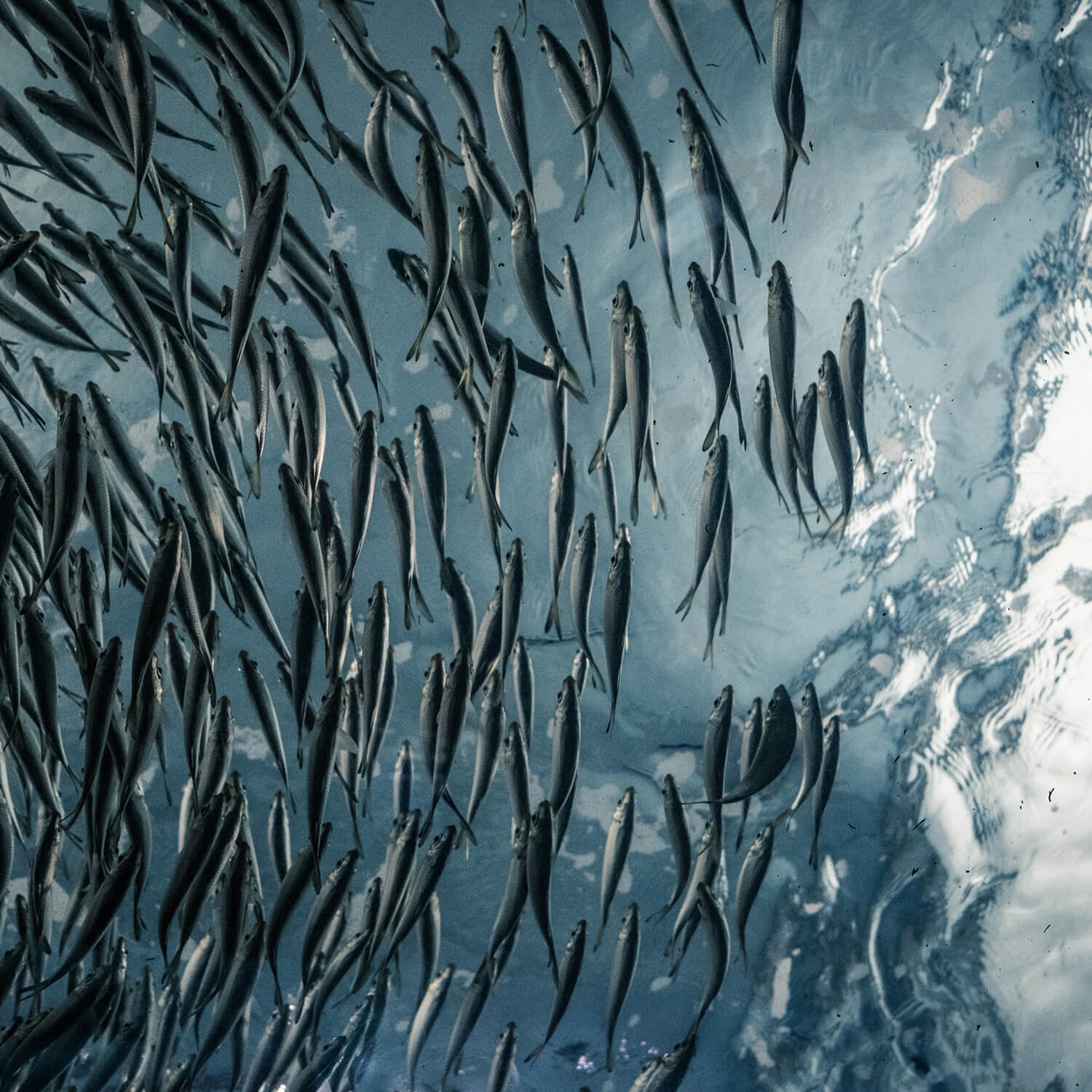 Future of Fish: A fresh approach to ocean challenges